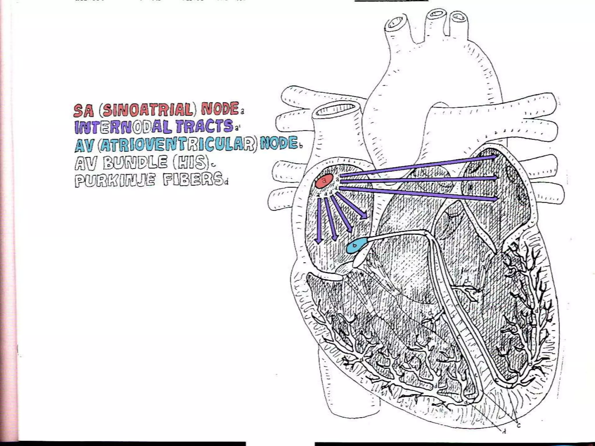 Conduction system of heart | PPTX