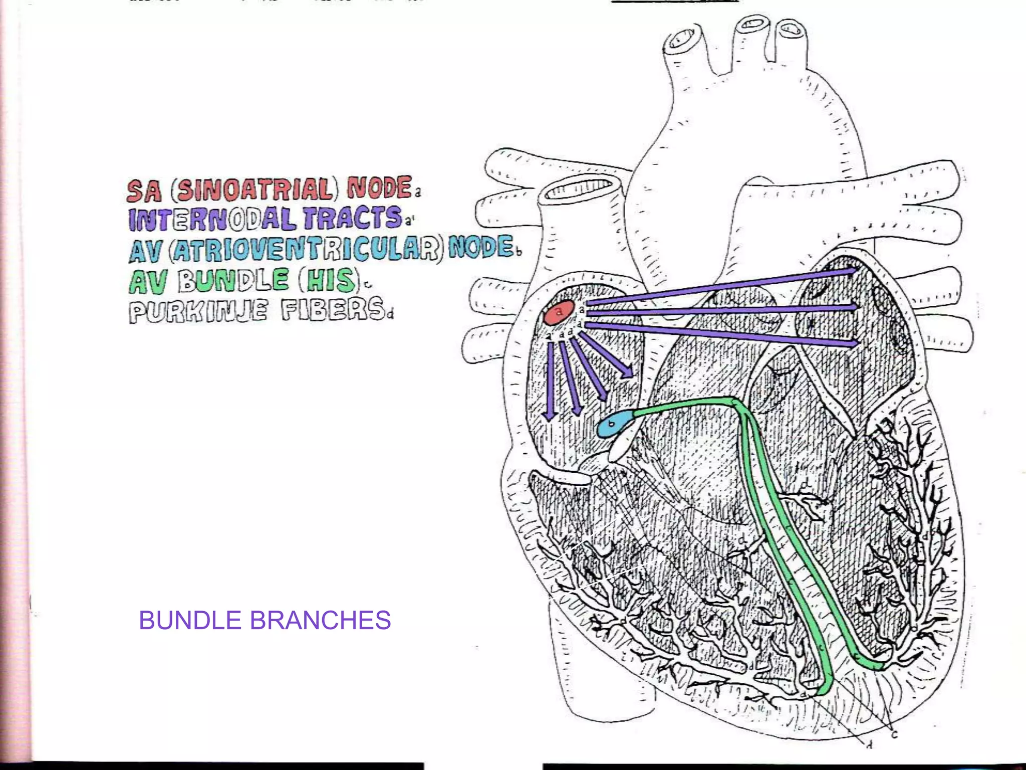 Conduction system of heart | PPTX