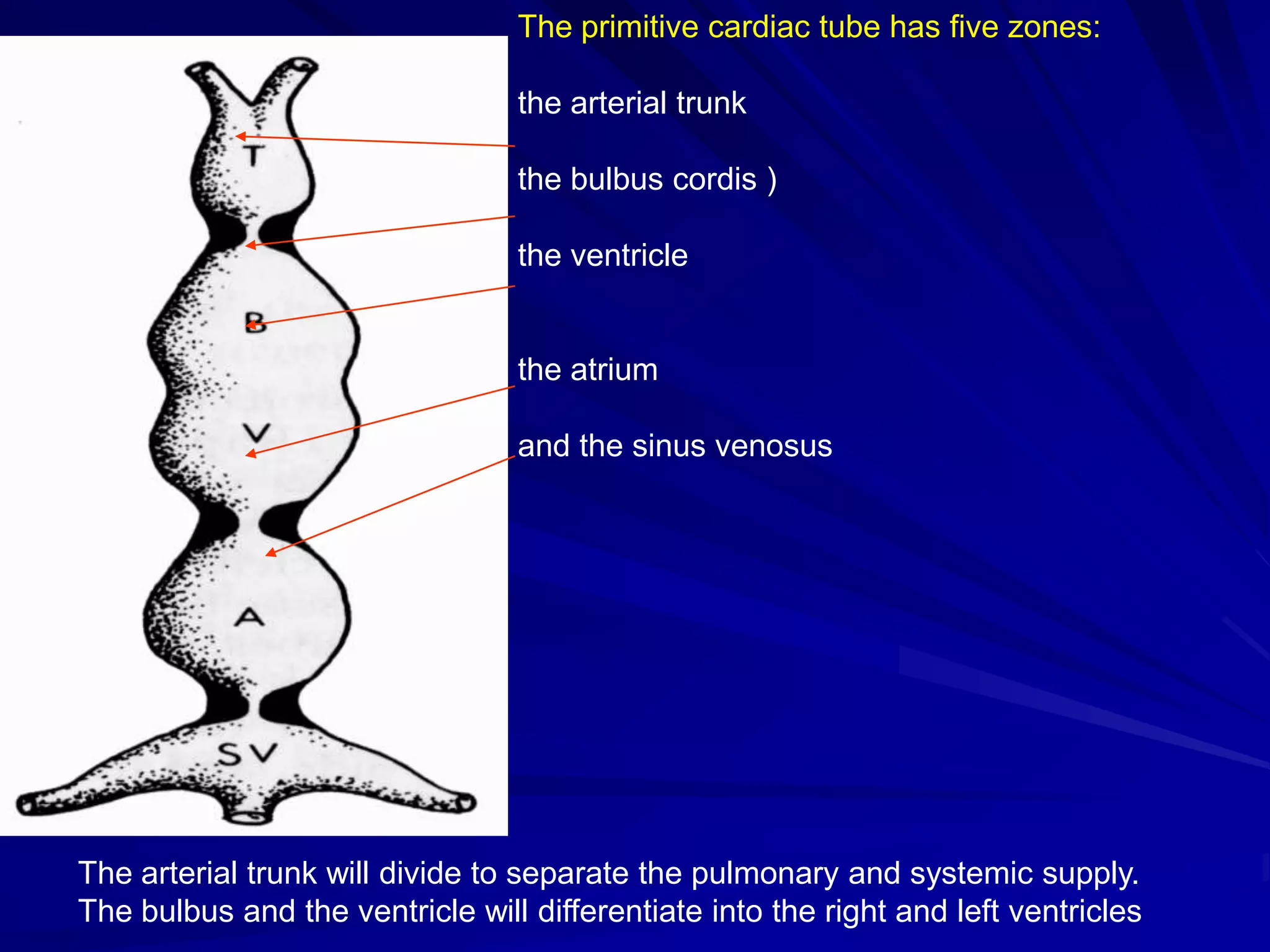 Conduction system of heart | PPTX