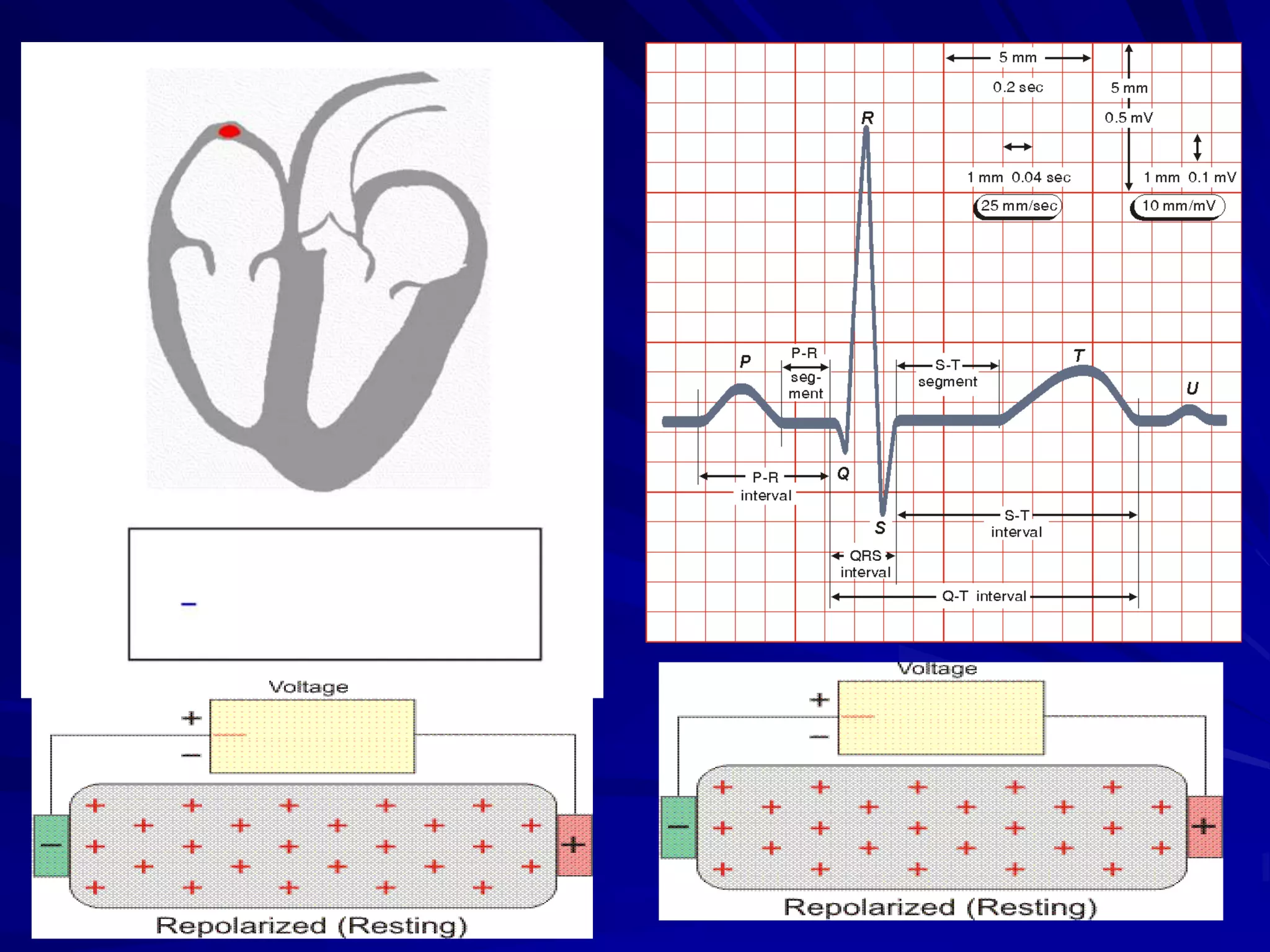 Conduction system of heart | PPTX