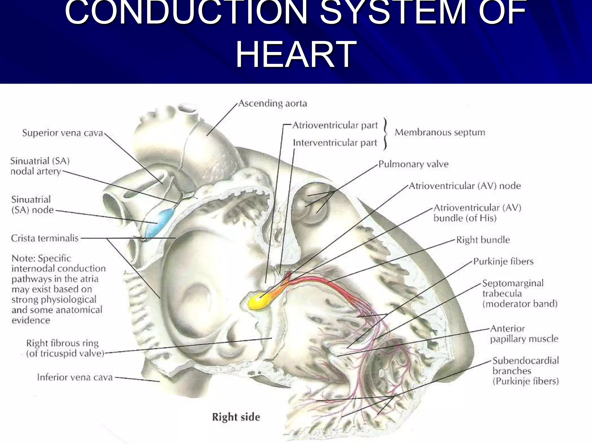 Conduction system of heart | PPTX