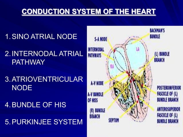 Conduction system of heart | PPTX