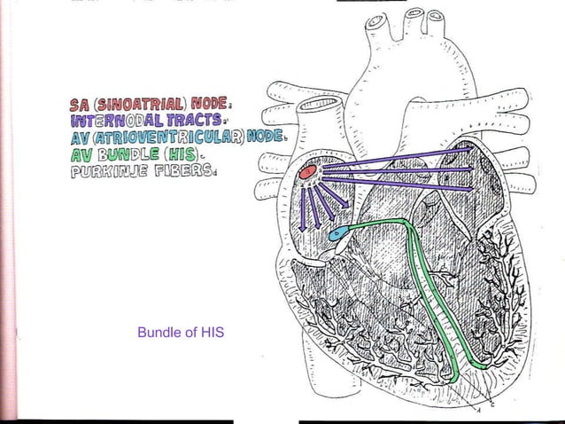 Conduction system of heart | PPTX