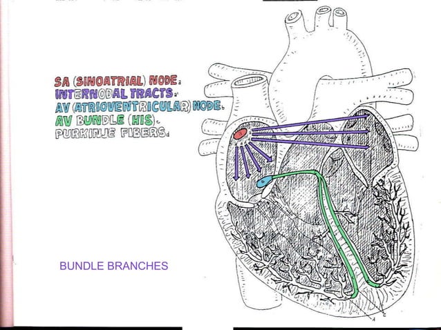 Conduction system of heart | PPTX