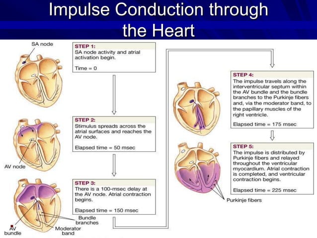 Conduction system of heart | PPTX