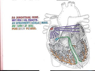 Conduction System Of The Heart Unlabeled