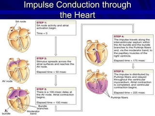 Conduction System Of The Heart Steps