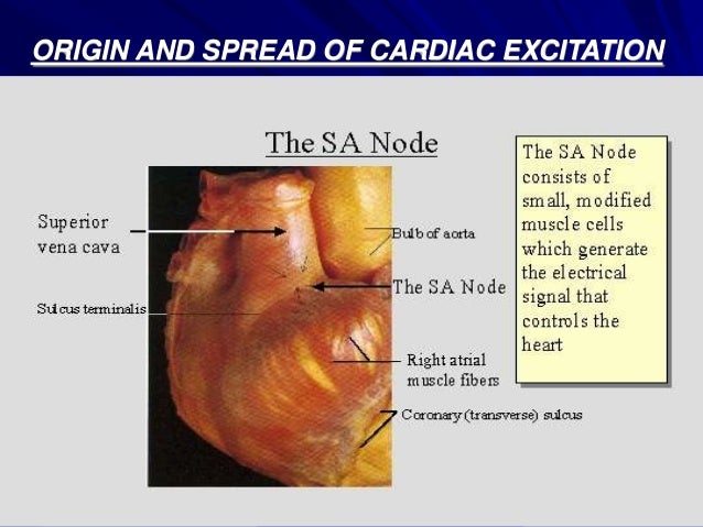 Conduction system of heart