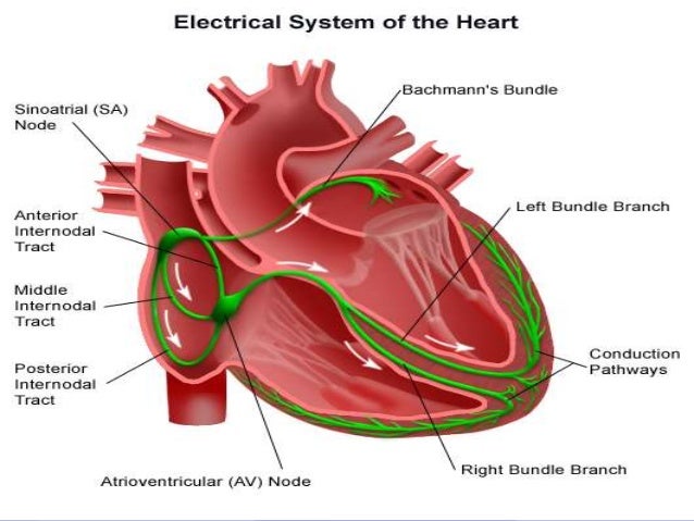 Conduction system of heart