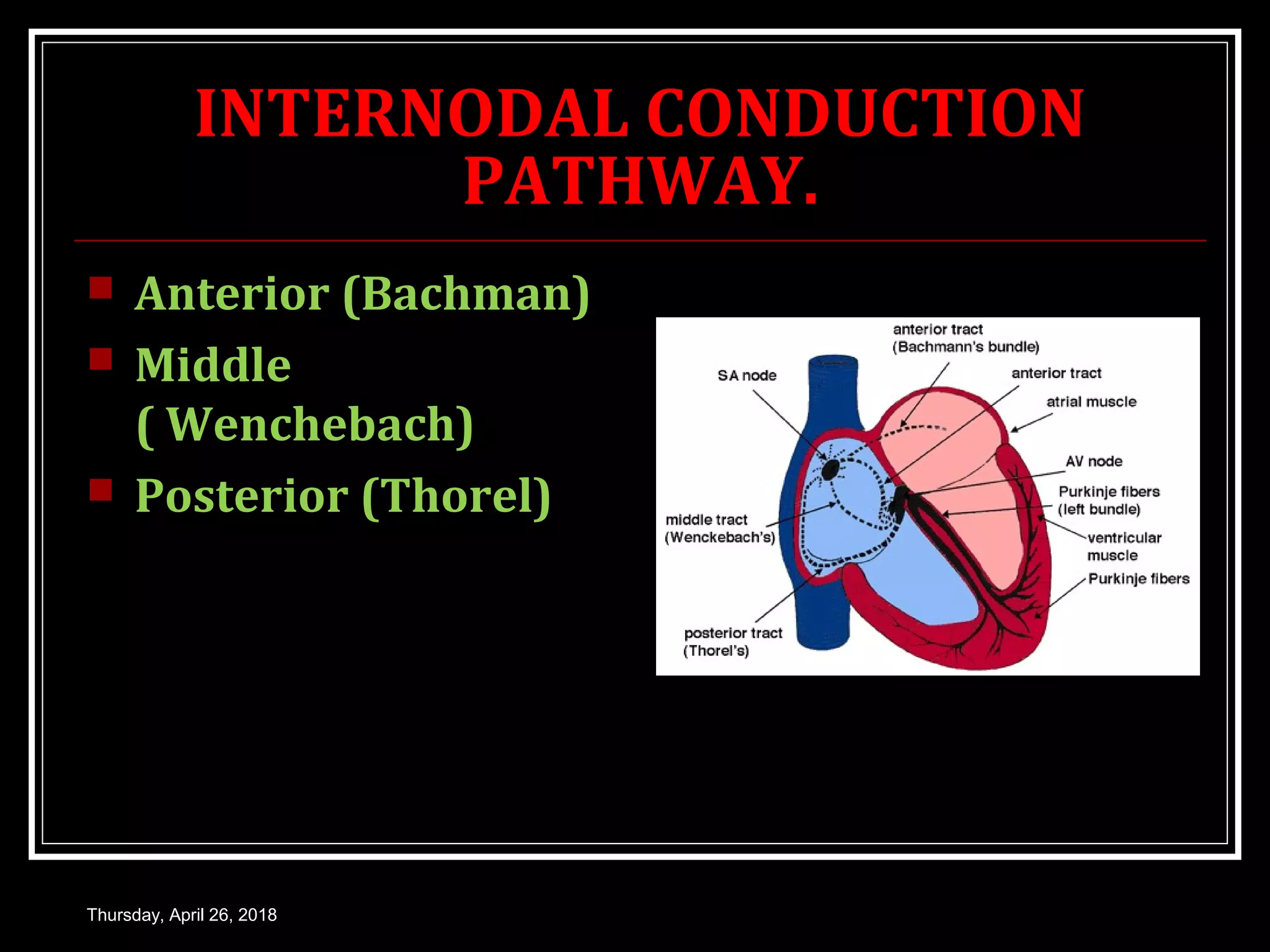 CONDUCTION SYSTEM OF HEART | PPT | Heart and Cardiovascular Diseases ...