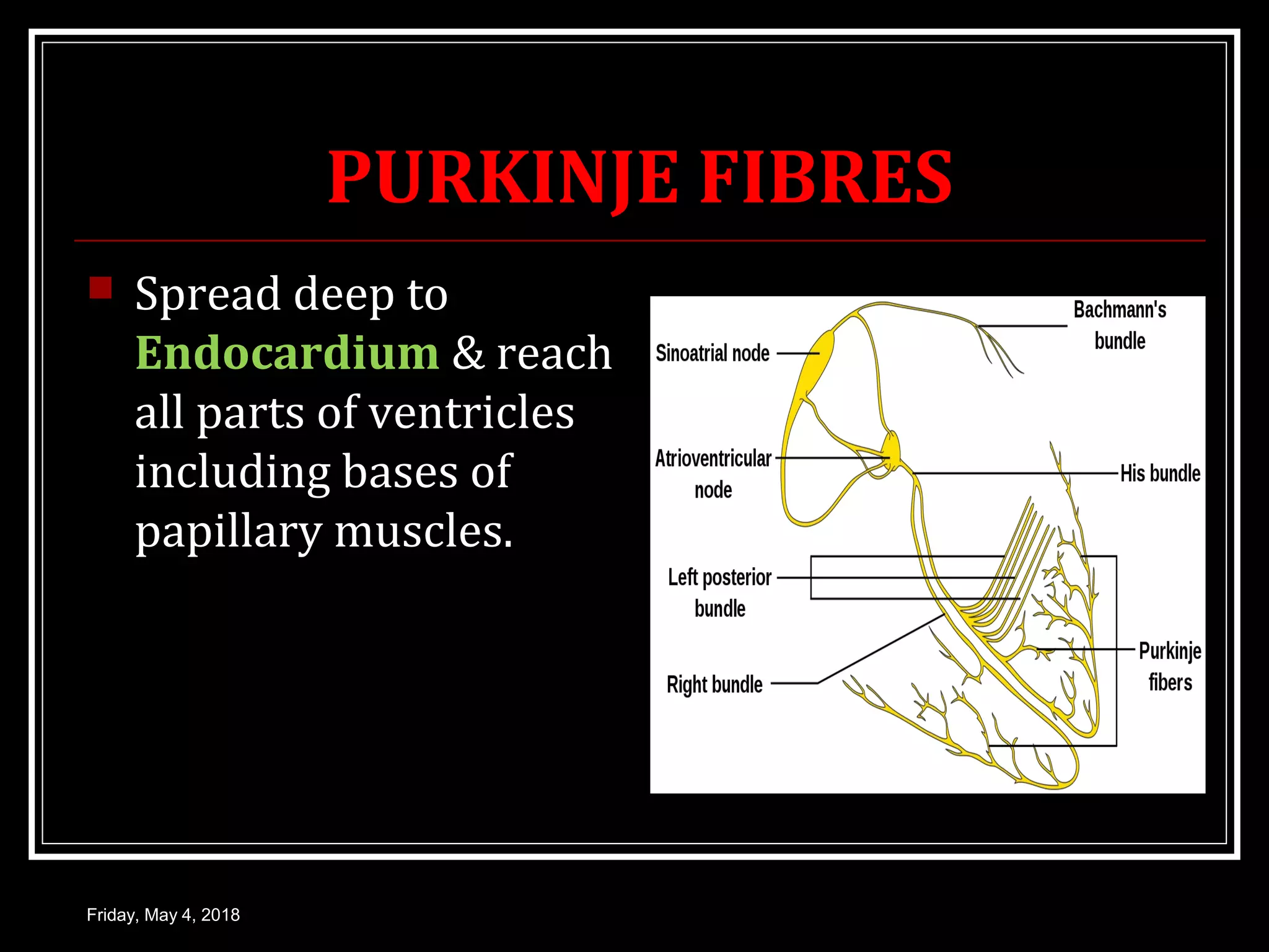 Conduction system of heart | PPT