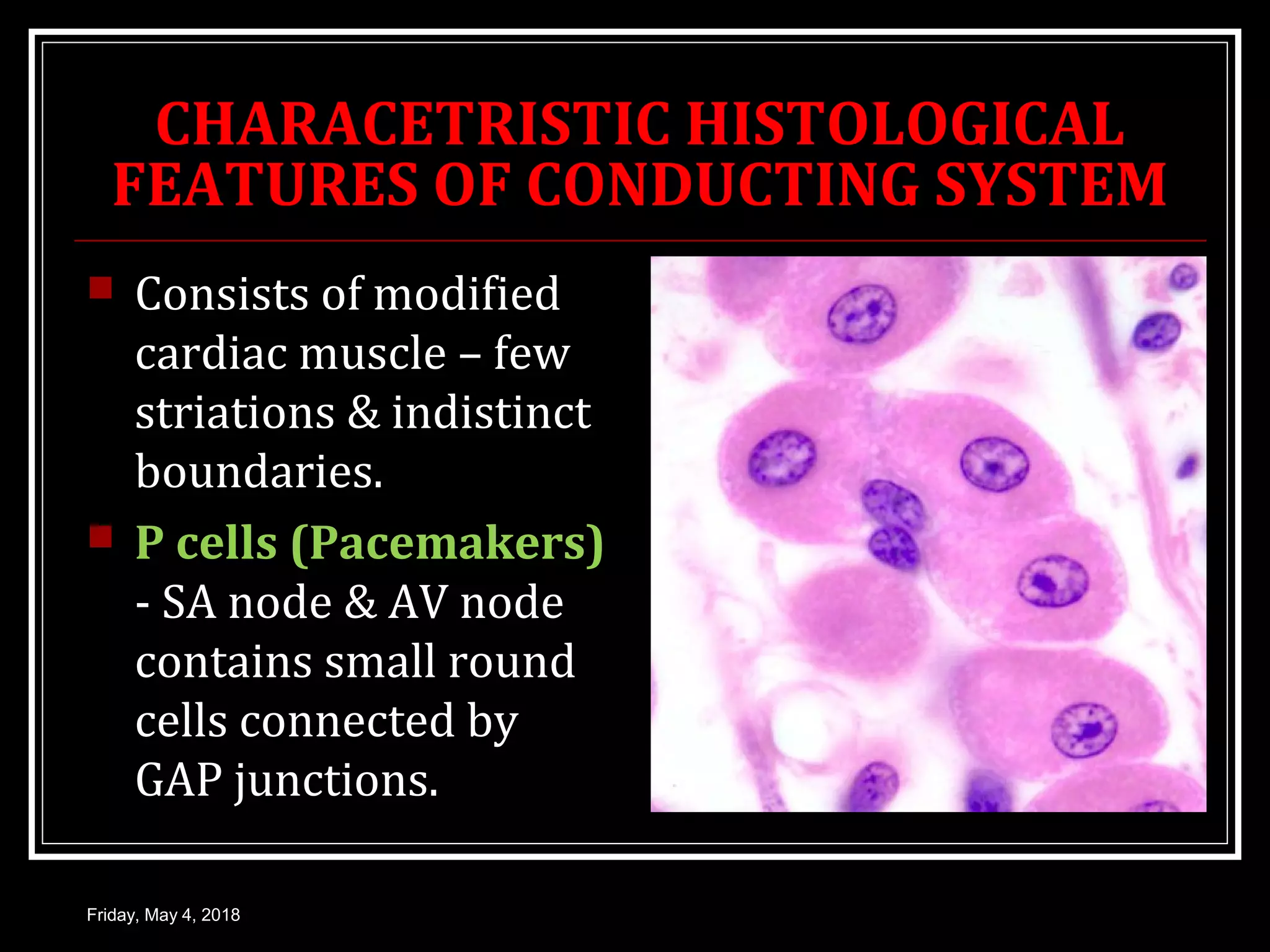 Conduction system of heart | PPT
