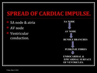 Conduction system of heart | PPT