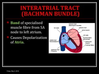 Conduction system of heart | PPT