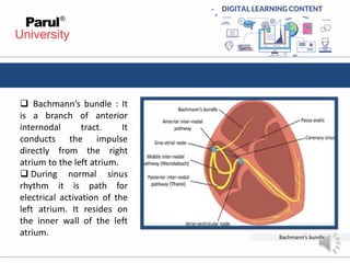 Conduction system of heart | PDF