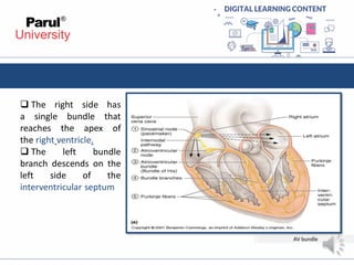 Conduction system of heart | PDF