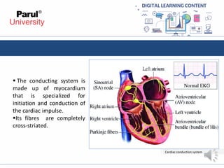 Conduction system of heart | PDF