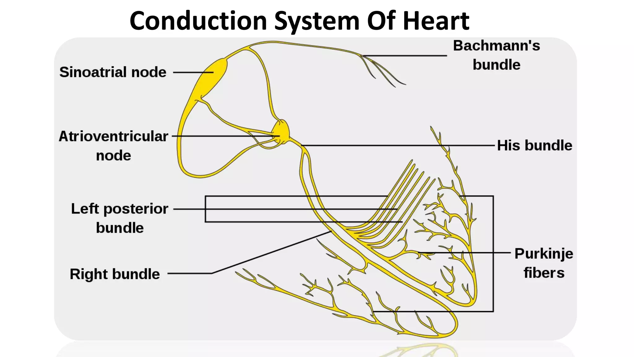Conductive system of heart | PPTX