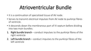 Conductive system of heart | PPTX