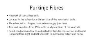 Conductive system of heart | PPTX