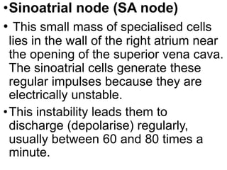 conductive system of heart.pptx
