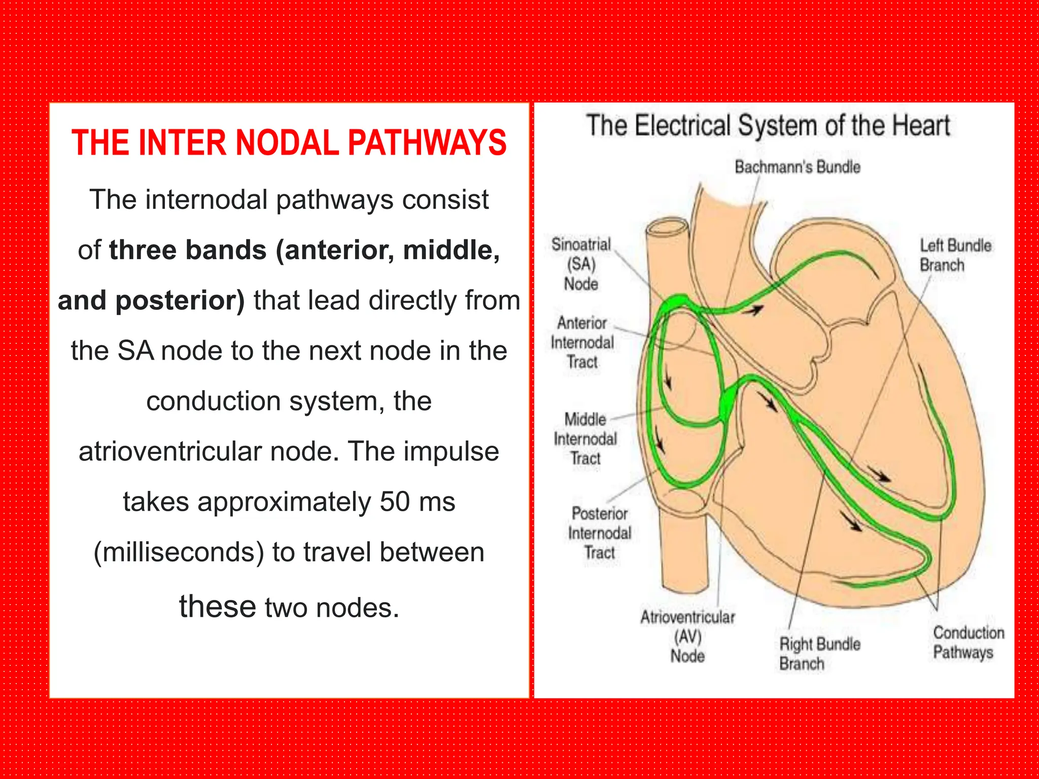 CONDUCTIVE SYSTEM OF HEART .pptx BY MRS. WINCY THIRUMURUGAN .PROFESSOR ...