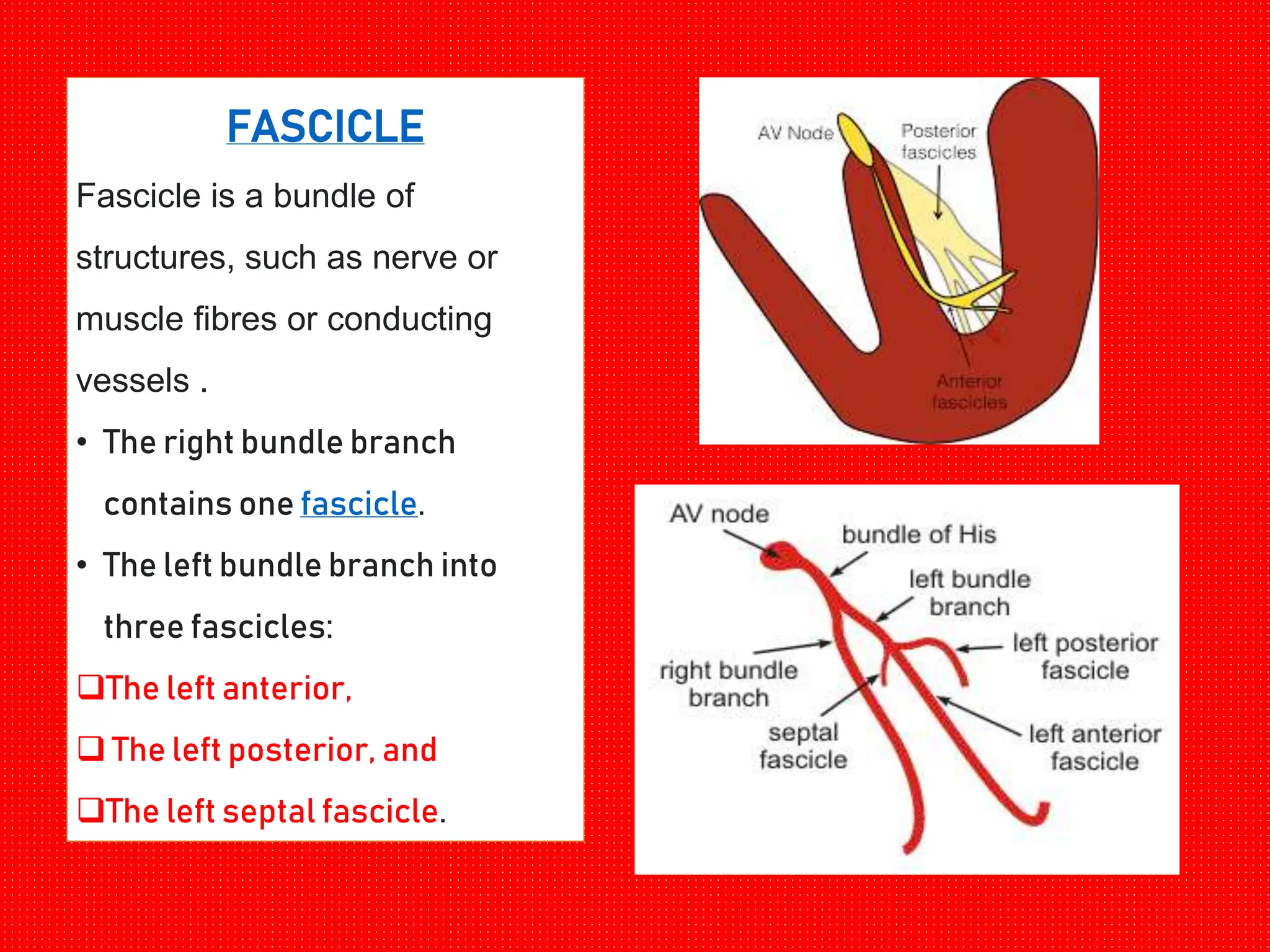 CONDUCTIVE SYSTEM OF HEART .pptx BY MRS. WINCY THIRUMURUGAN .PROFESSOR ...