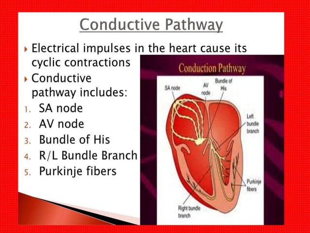 CONDUCTIVE SYSTEM OF HEART .pptx BY MRS. WINCY THIRUMURUGAN .PROFESSOR ...
