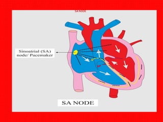 CONDUCTIVE SYSTEM OF HEART .pptx BY MRS. WINCY THIRUMURUGAN .PROFESSOR ...