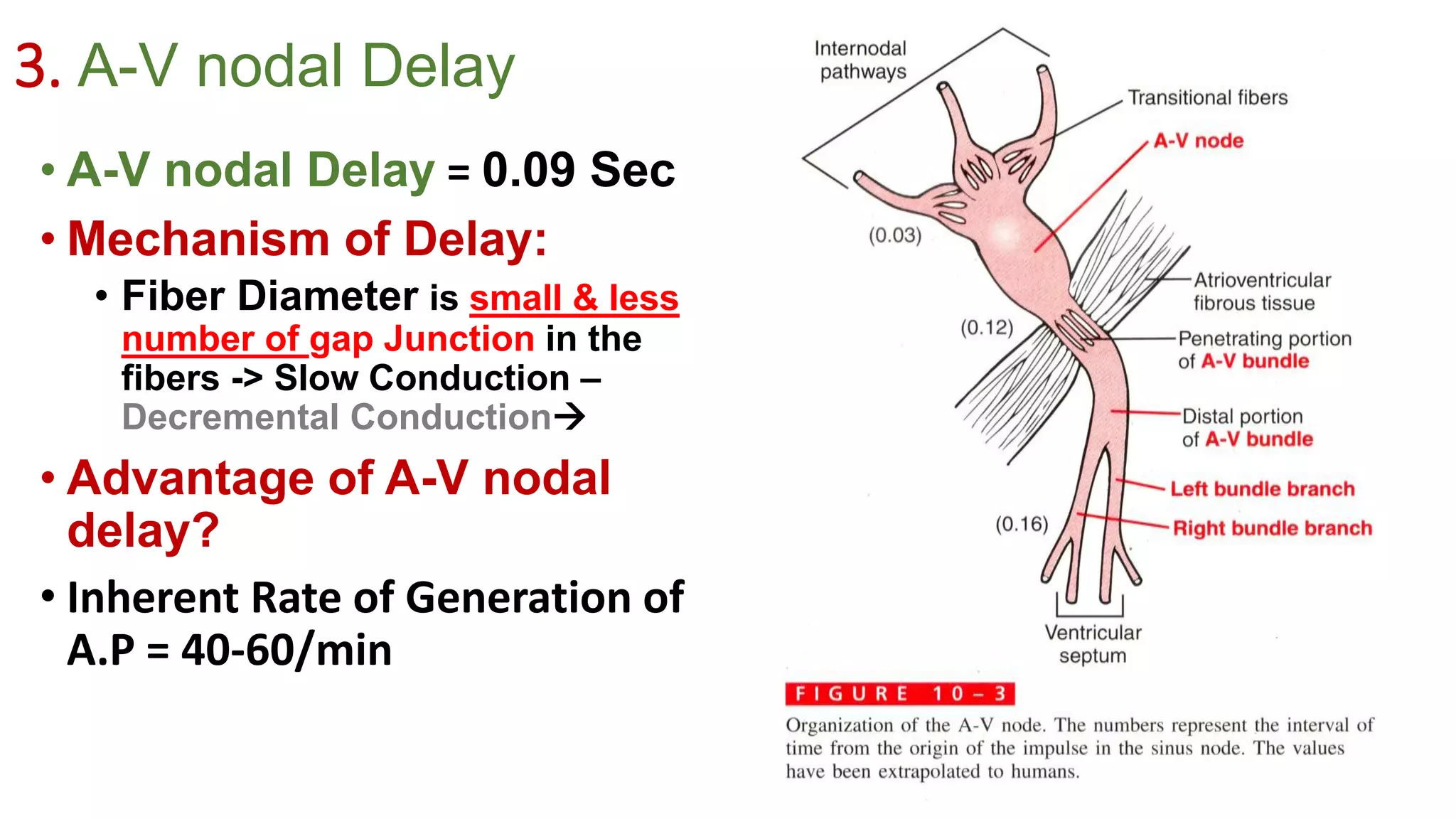 Conductive system of the heart rmc 2 | PPTX