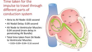 Conductive system of the heart rmc 2 | PPTX
