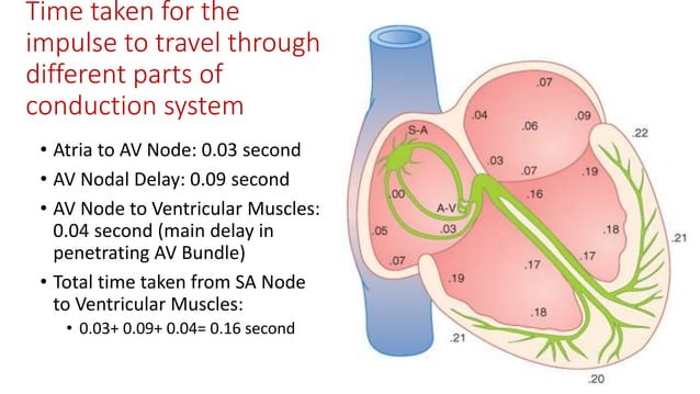 Conductive system of the heart rmc 2 | PPT