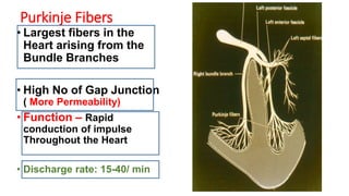 Conductive system of the heart rmc 2 | PPTX