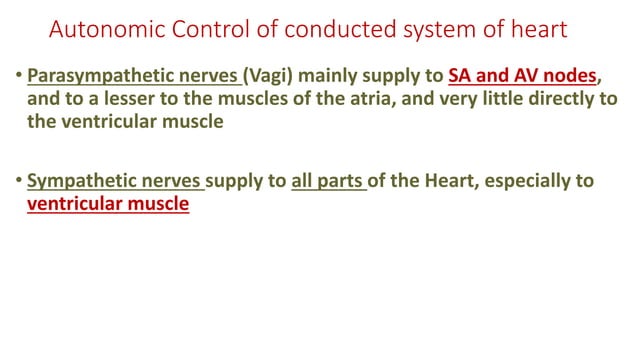 Conductive system of the heart rmc 2 | PPT