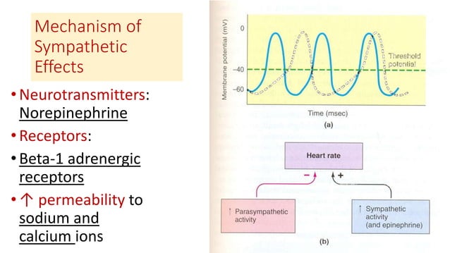 Conductive system of the heart rmc 2 | PPT