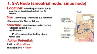 Conductive system of the heart rmc 2 | PPTX
