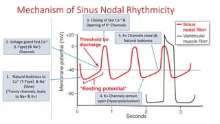 Conductive system of the heart rmc 2 | PPTX