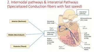 Conductive system of the heart rmc 2 | PPTX