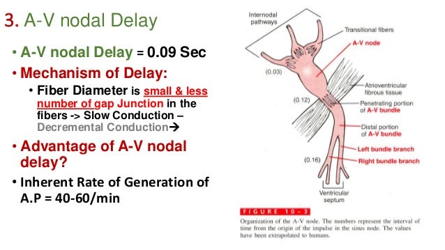 Conductive system of the heart rmc 2