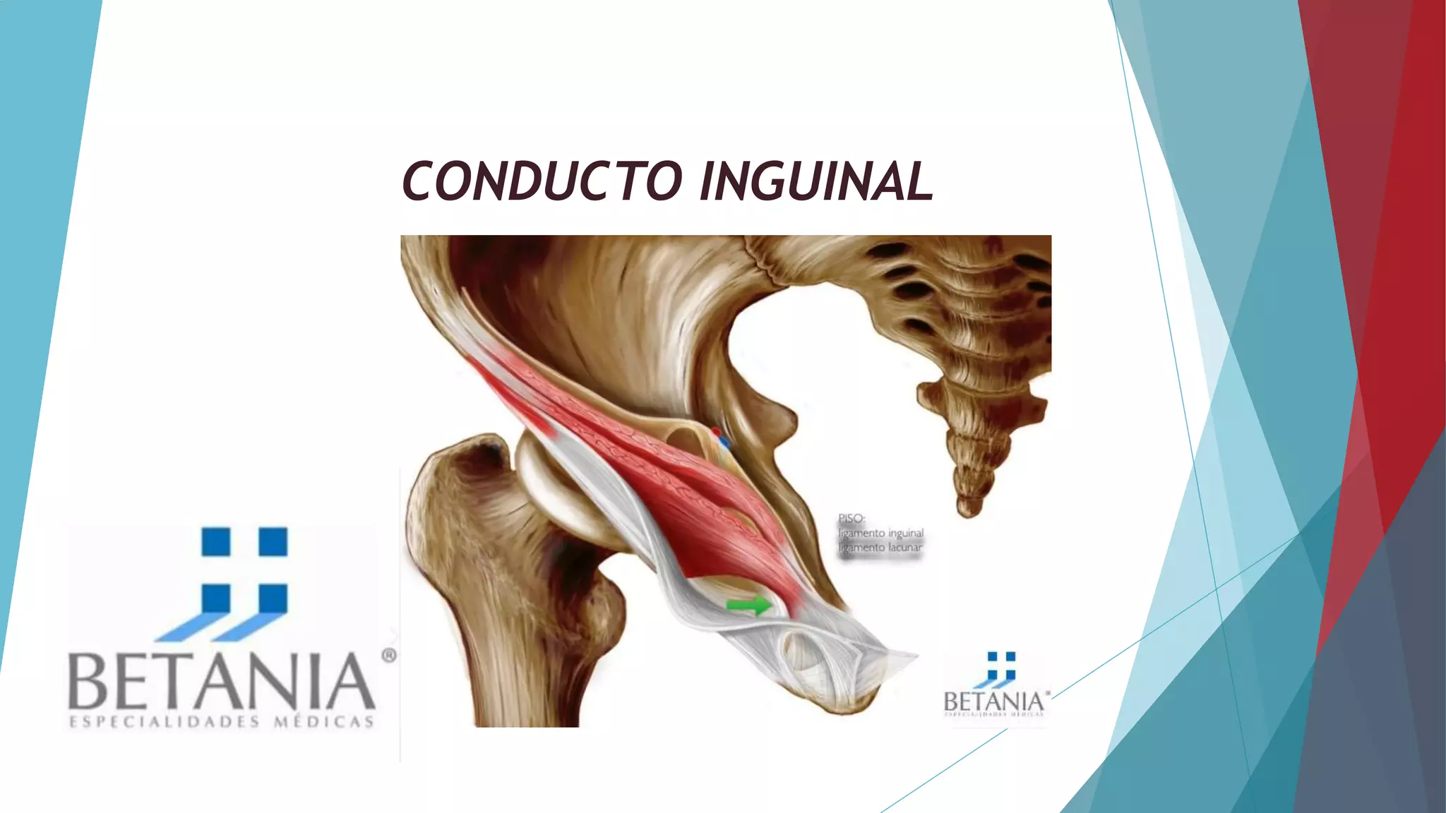 Anatomía Quirúrgica de la región inguinal. | PPTX