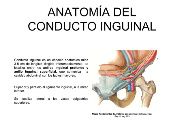 Conducto inguinal
