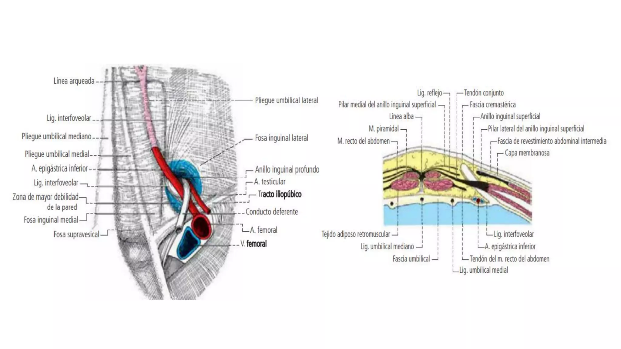 Conducto inguinal | PDF