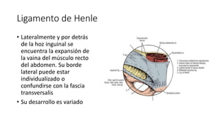 Conducto inguinal | PDF