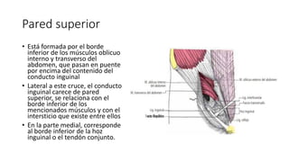 Conducto inguinal | PDF