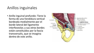 Conducto inguinal | PDF