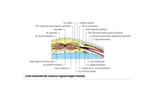 Conducto inguinal | PDF