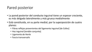 Conducto inguinal | PDF