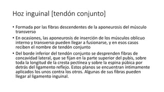 Conducto inguinal | PDF