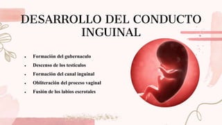 presentacion del conducto inguinal medicina | PPTX