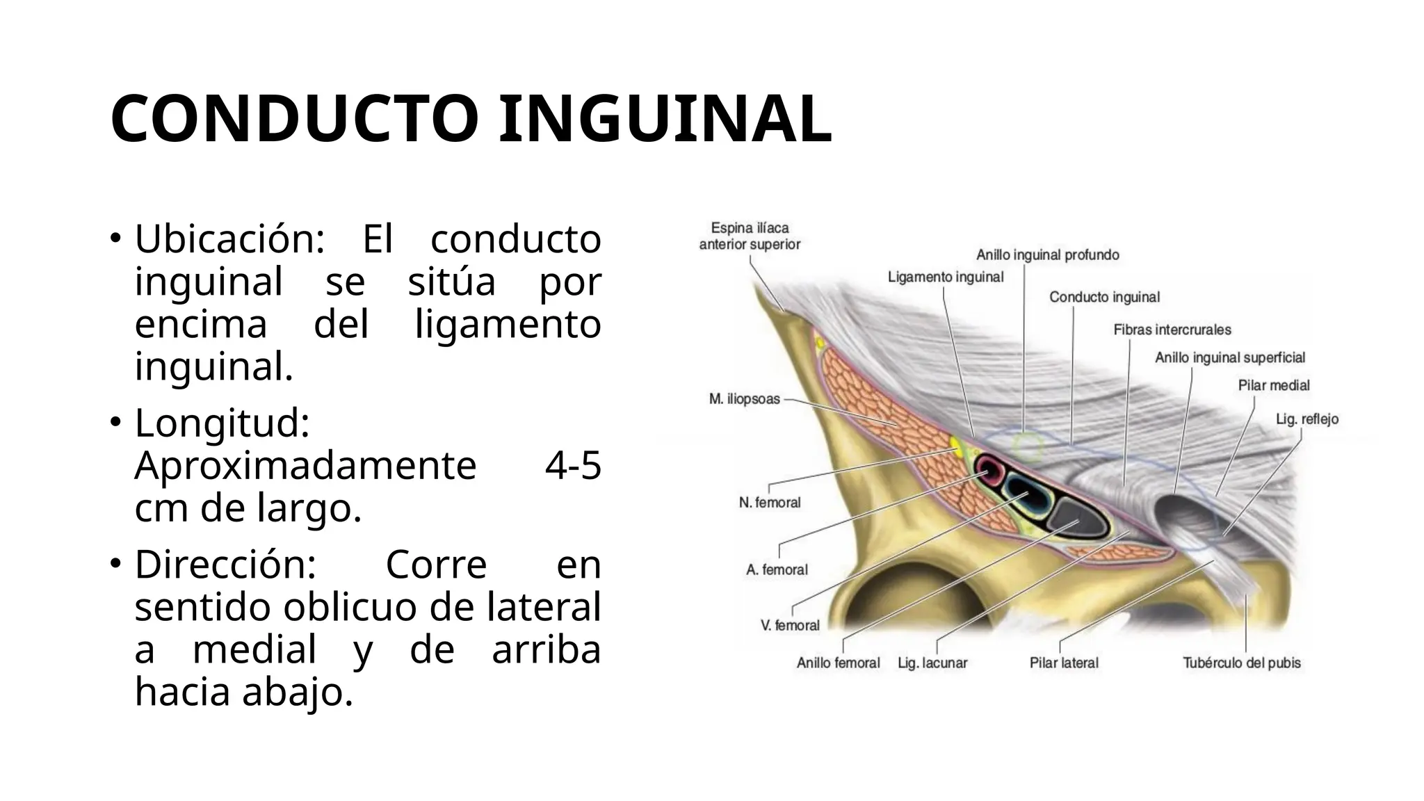 CONDUCTO INGUINAL.nowonepiecezosanchipptx | PPT
